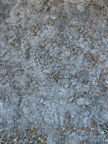 leaves on the ground texture 0014 - Texturelib